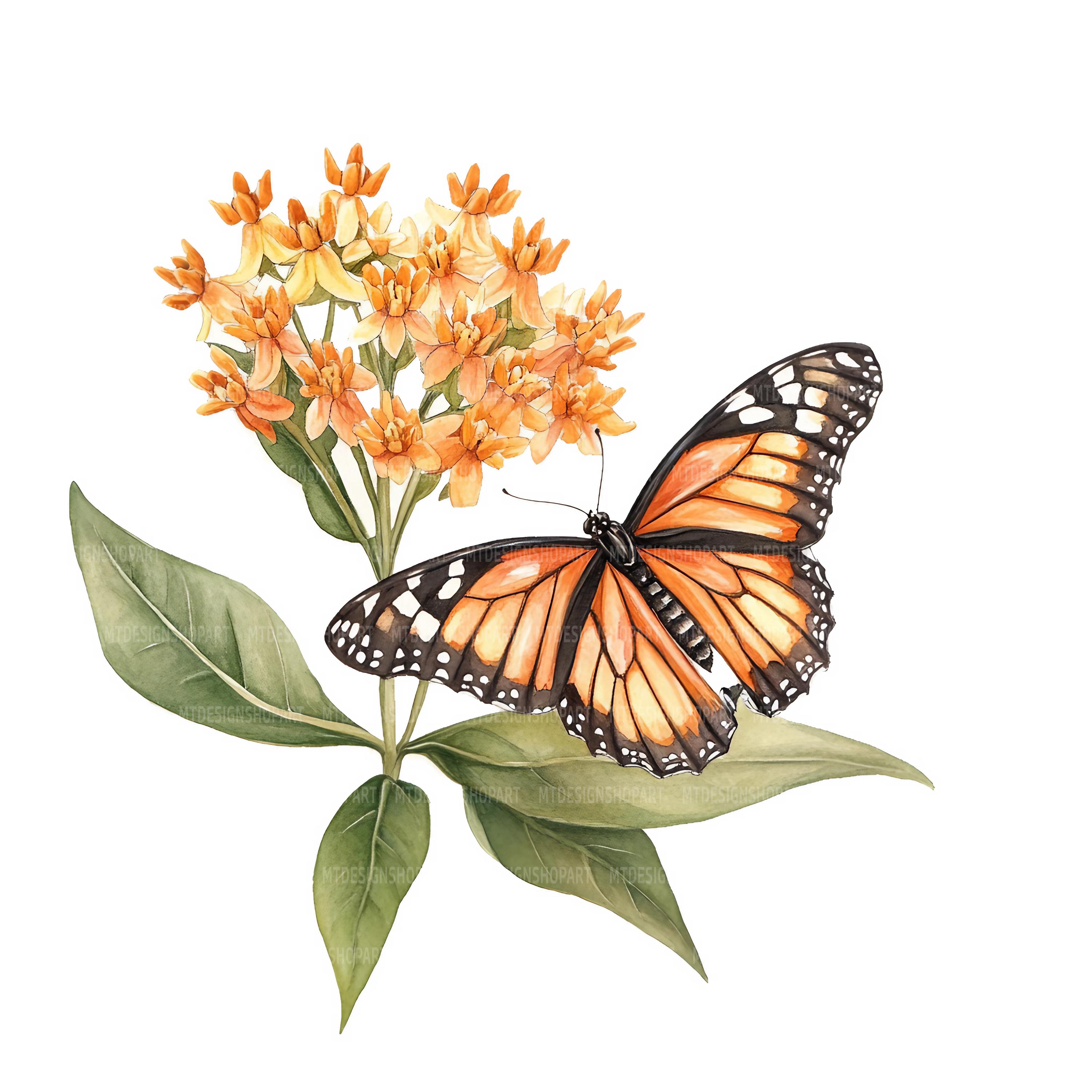 18 Monarch Butterfly Clipart, Floral Butterfly, Printable Watercolor ...