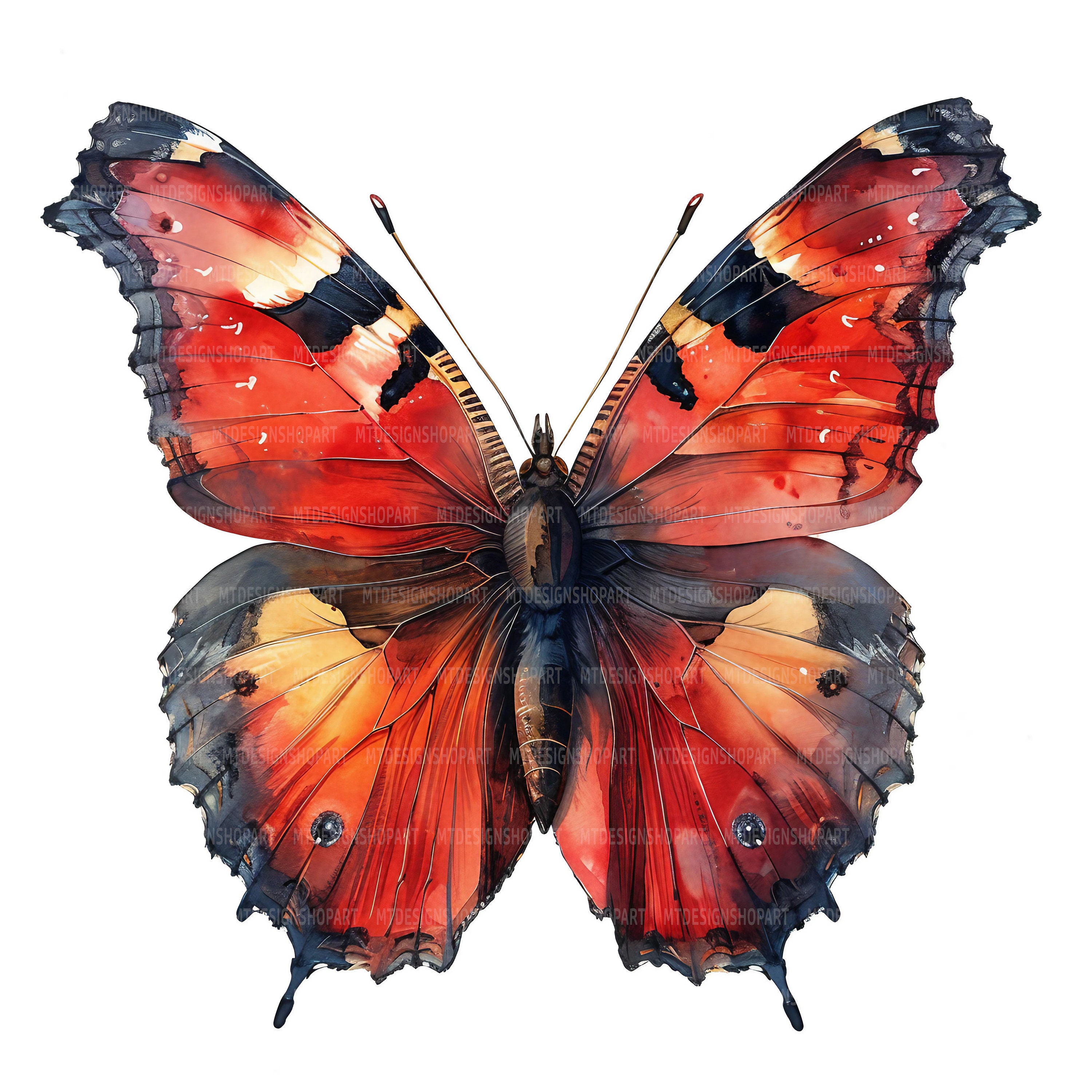 18 Realistic Butterfly Clipart, Butterflies Clipart, Printable ...