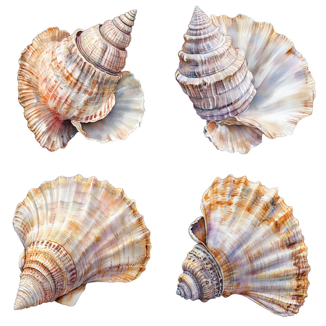 16 Muschel Clipart, Muscheln Clipart, druckbare Aquarell Clipart ...