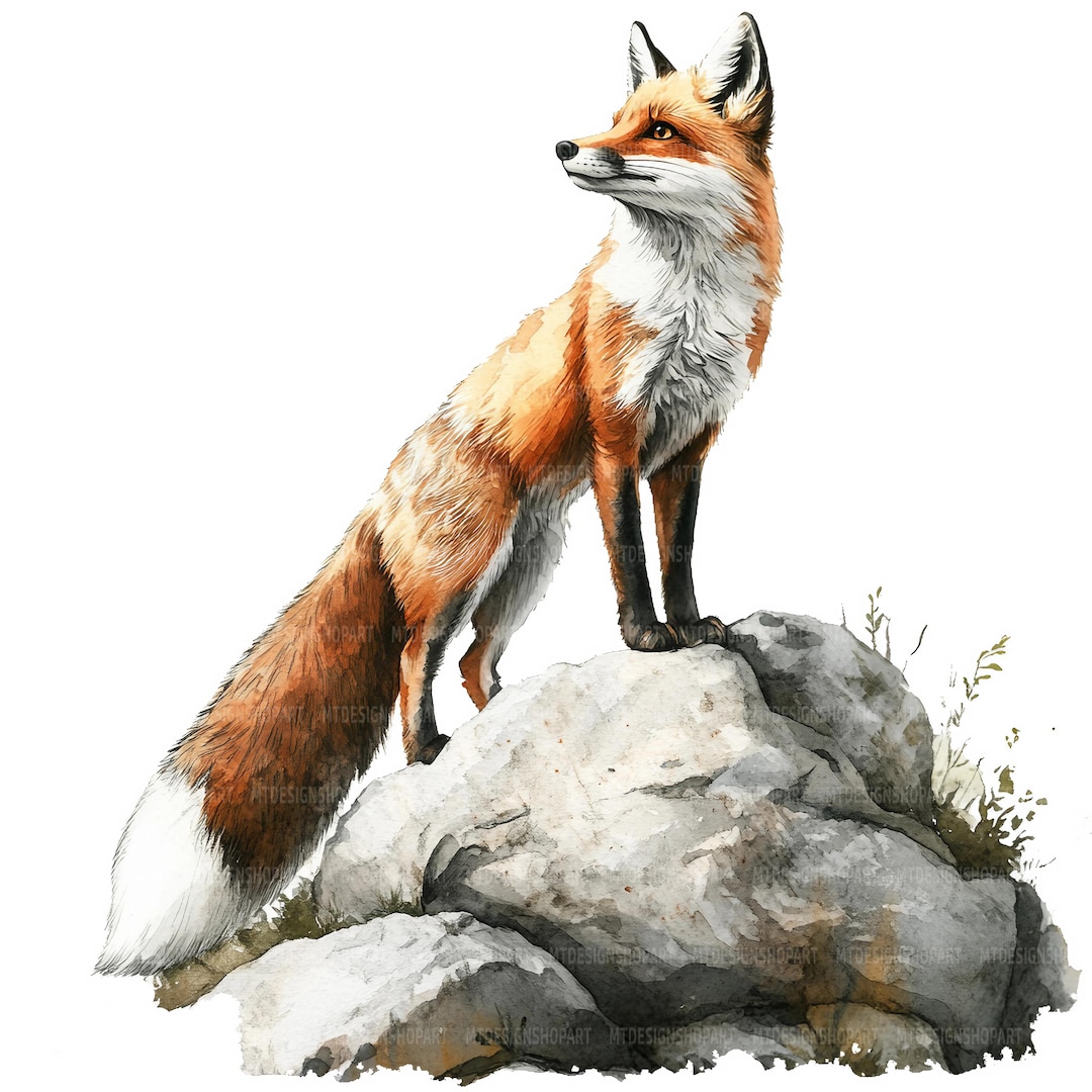19 Red Fox Clipart, Red Fox Hero, Printable Watercolor Clipart, Paper ...