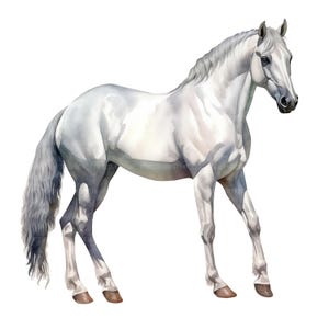 16 White Horse Clipart, Horse Clipart, Printable Watercolor Clipart ...