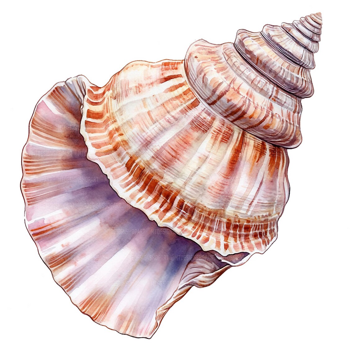 16 Muschel Clipart, Muscheln Clipart, druckbare Aquarell Clipart ...
