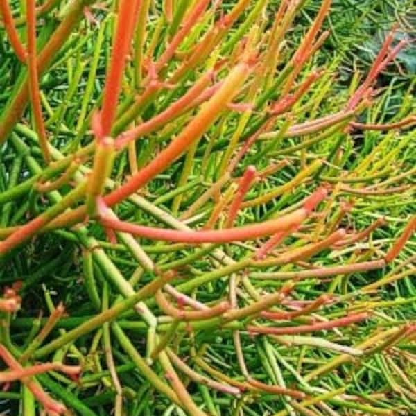 Pencil Cactus Live Plant - Etsy