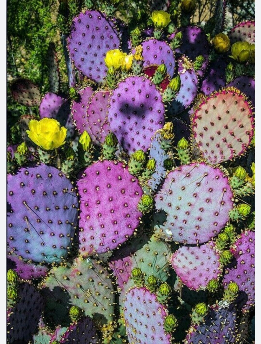 Prickly Pear Santa Rita Opuntia - Etsy