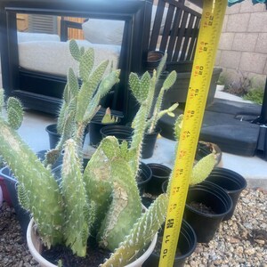 Cactus - Hairy Roger - They Are All Having Babies!!opuntia Engelmannii ...