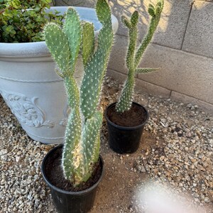 Cactus - Hairy Roger - They Are All Having Babies!!opuntia Engelmannii ...