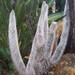 Cactus - Hairy Roger - They Are All Having Babies!!opuntia Engelmannii ...