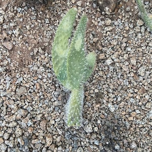 Cactus - Hairy Roger - They Are All Having Babies!!opuntia Engelmannii ...