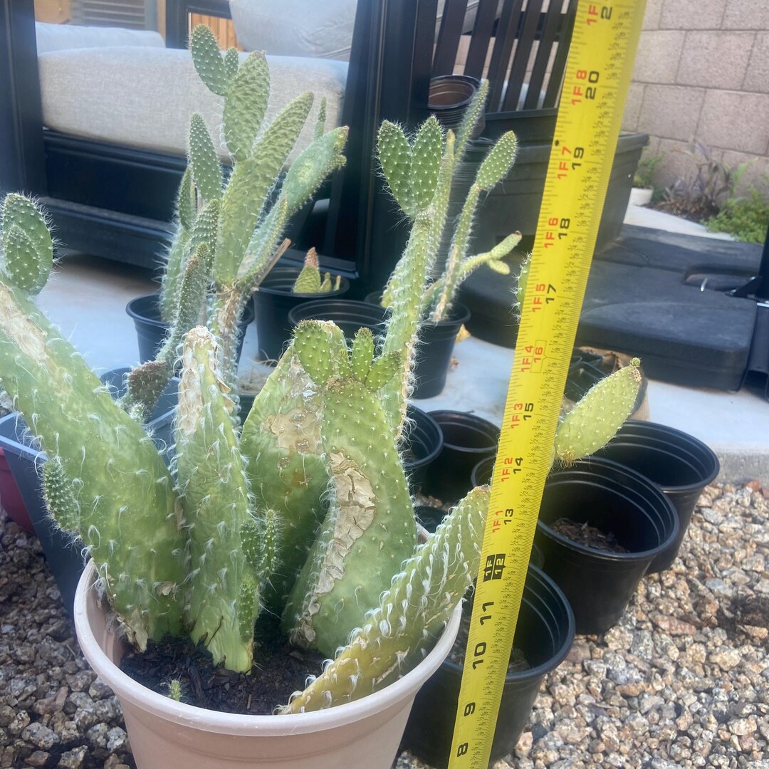 Cactus Hairy Roger They Are All Having Babiesopuntia Engelmannii Snow ...