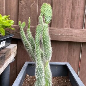 Cactus - Hairy Roger - They Are All Having Babies!!opuntia Engelmannii ...