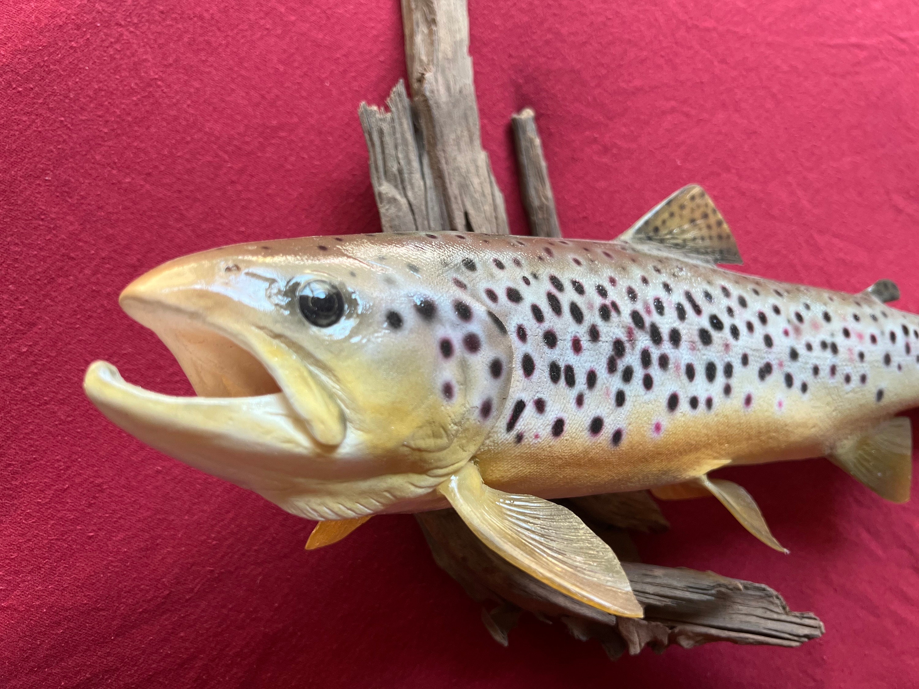 Brown Trout Reproduction Mount - Etsy