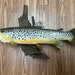 Brown Trout Reproduction Mount - Etsy