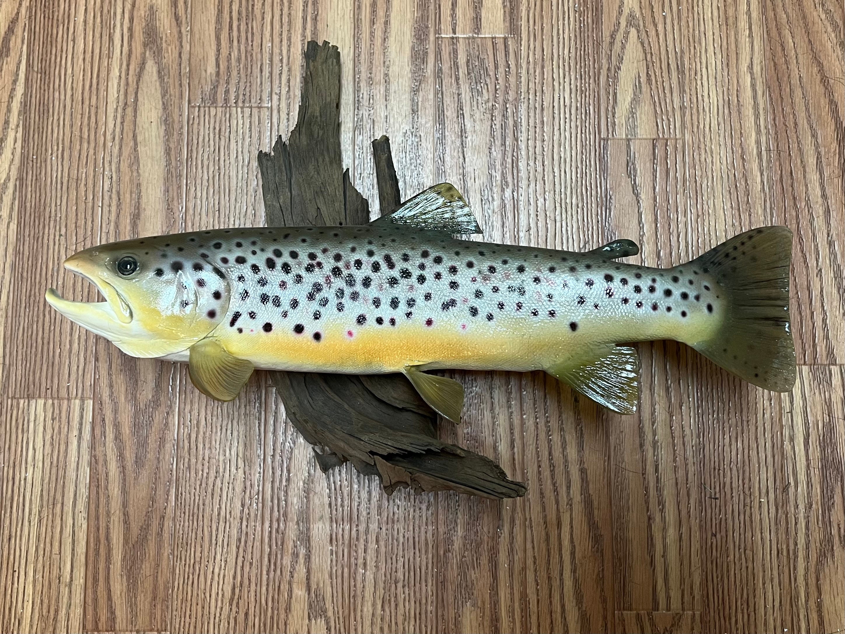 Brown Trout Reproduction Mount - Etsy