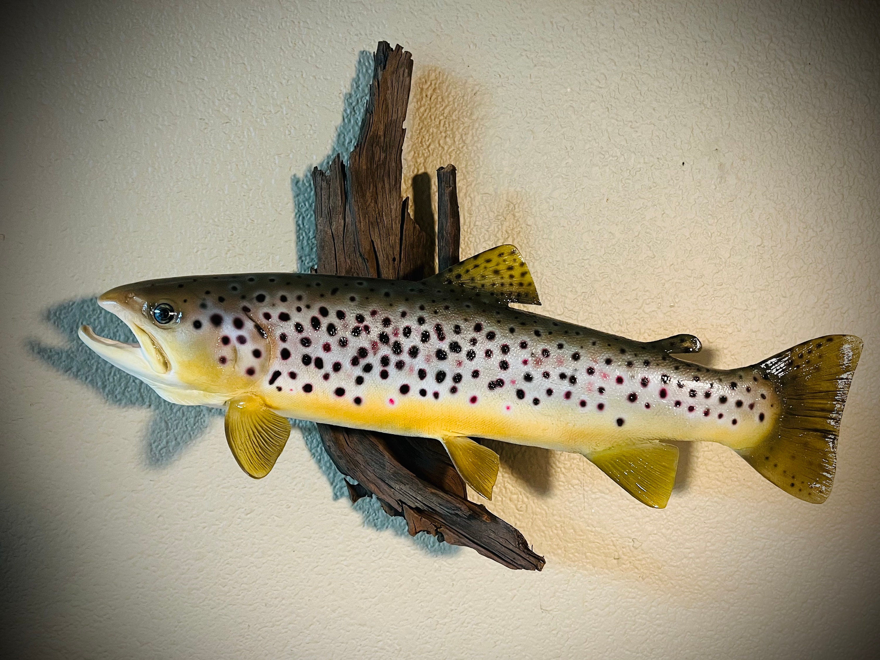 Brown Trout Reproduction Mount - Etsy