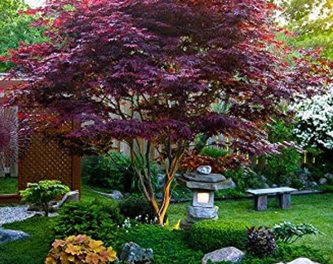 Emperor 1 Laceleaf Japanese Maple Acer Palmatum 'emperor 1' ***LIVE ...