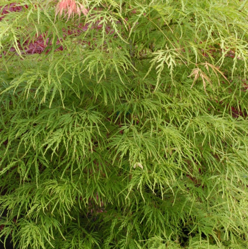 Acer Palmatum 'viridis' Japanese Maple LIVE - Etsy