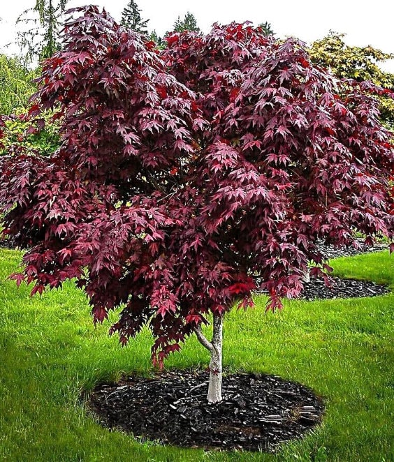 Acer Palmatum Bloodgood