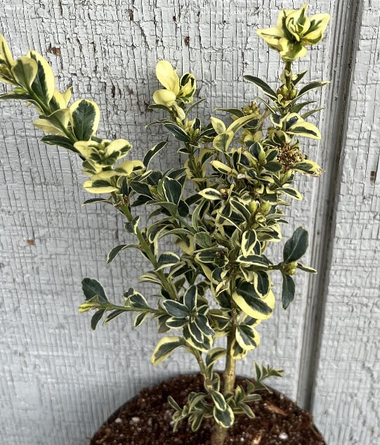 Variegated Boxwood live buxus Sempervirens - Etsy