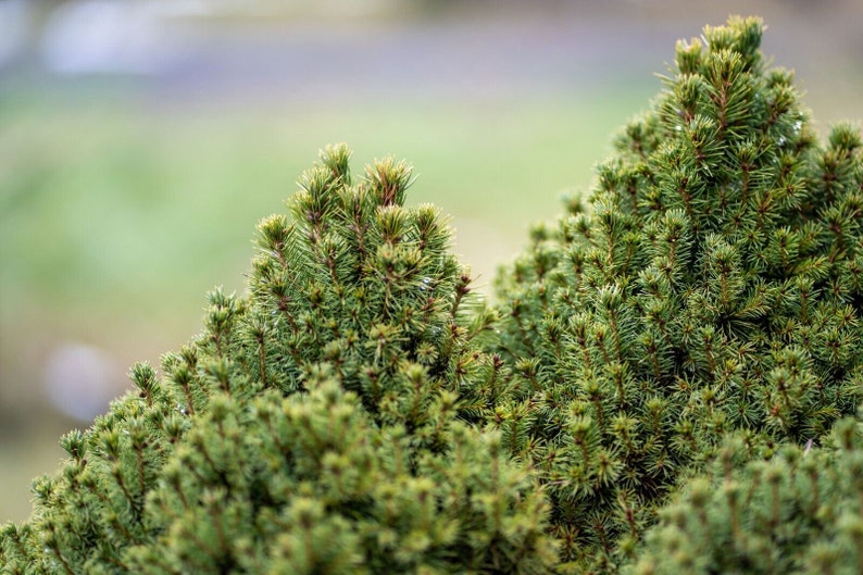 Dwarf Alberta Spruce Live Evergreen Tree Conifer 18" - 26" - Etsy