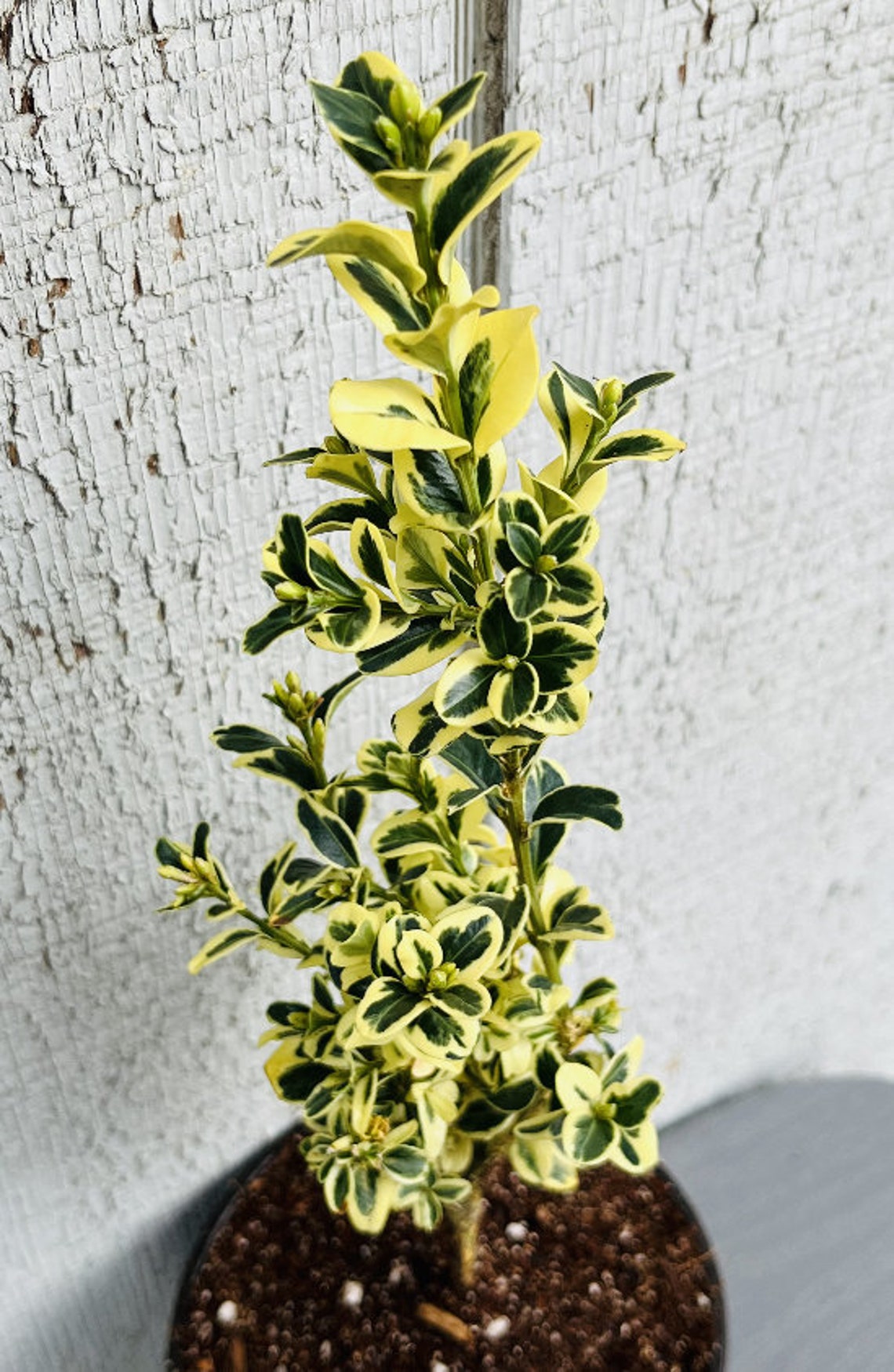 Variegated Boxwood live buxus Sempervirens - Etsy