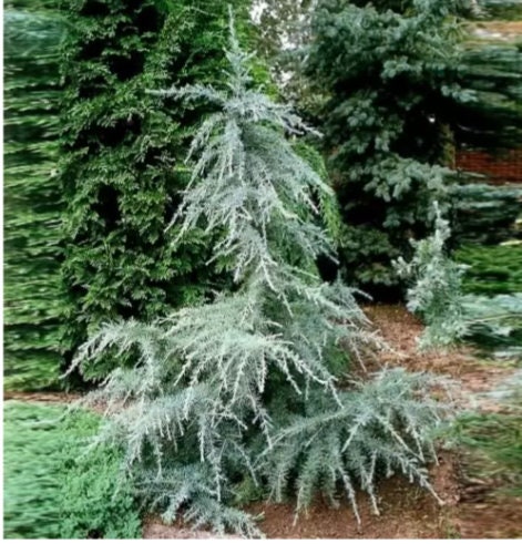 Cedar Deodara 'karl Fuchs' LIVE - Etsy