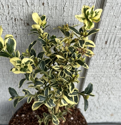 Variegated Boxwood live buxus Sempervirens - Etsy