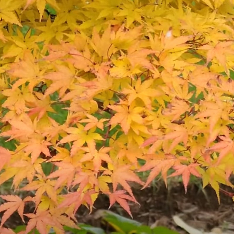 Bonsai Red Maple Live - Etsy