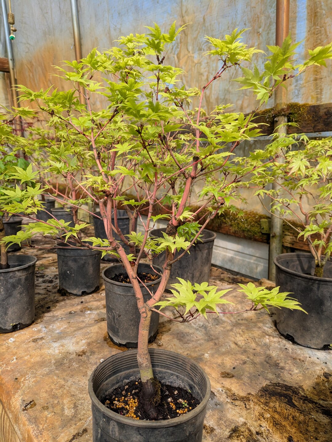 6-7 Year Old Bonsai Coral Bark Japanese Maple 16-24" Tall. Acer ...