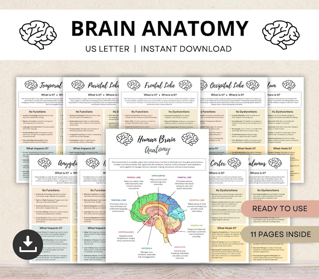 Brain Regions and Their Functions, Brain Anatomy Guide, Neuropsychology ...