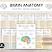 Brain Regions and Their Functions, Brain Anatomy Guide, Neuropsychology ...