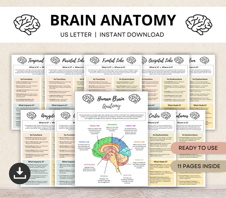 Brain Regions and Their Functions, Brain Anatomy Guide, Neuropsychology ...