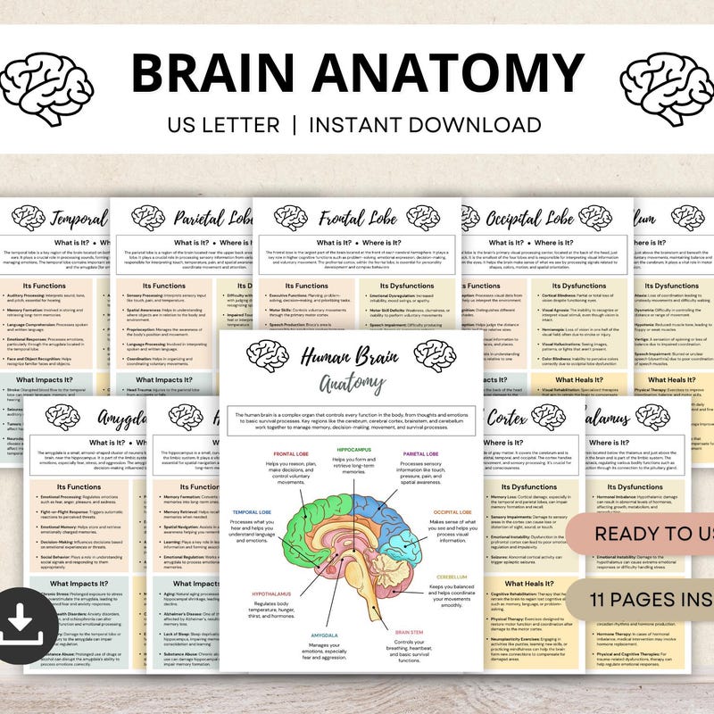 Anatomical Brain Poster - Etsy