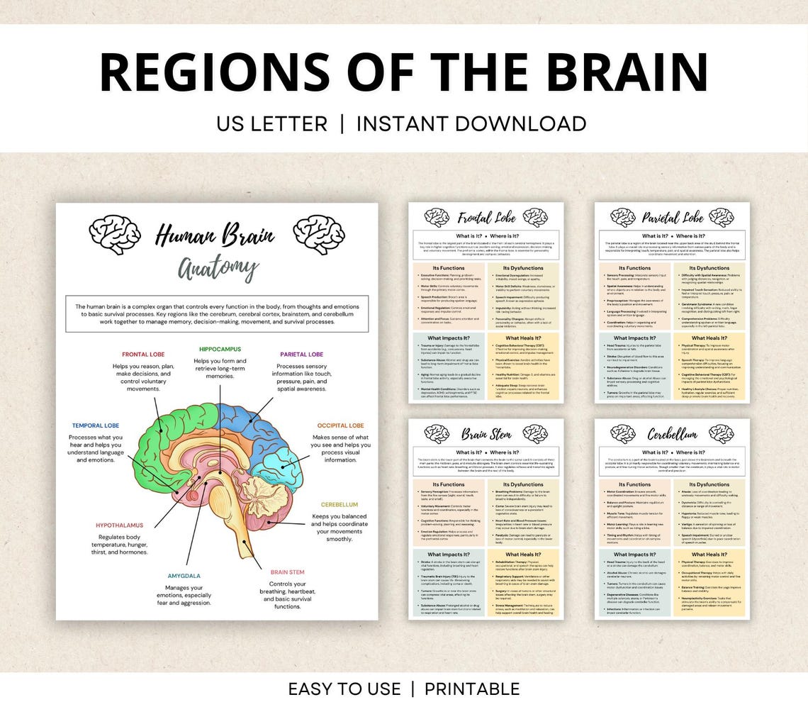 Brain Regions and Their Functions, Brain Anatomy Guide, Neuropsychology ...