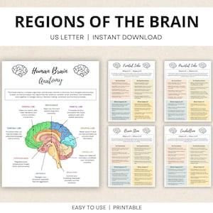 Brain Regions and Their Functions, Brain Anatomy Guide, Neuropsychology ...