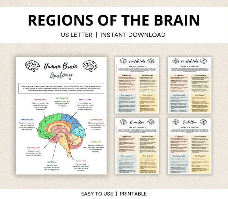 Brain Regions and Their Functions, Brain Anatomy Guide, Neuropsychology ...