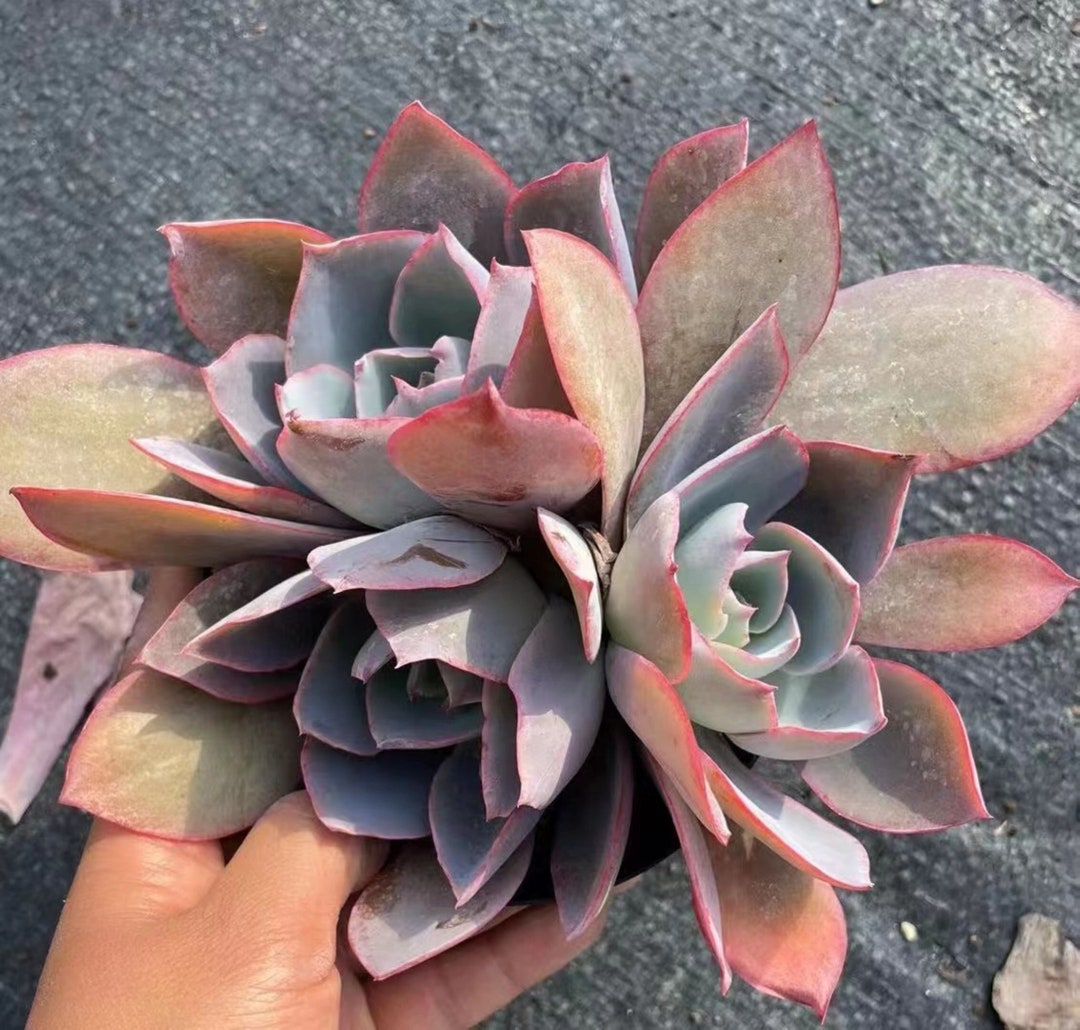 Echeveria Afterglow,rare Succulents - Etsy