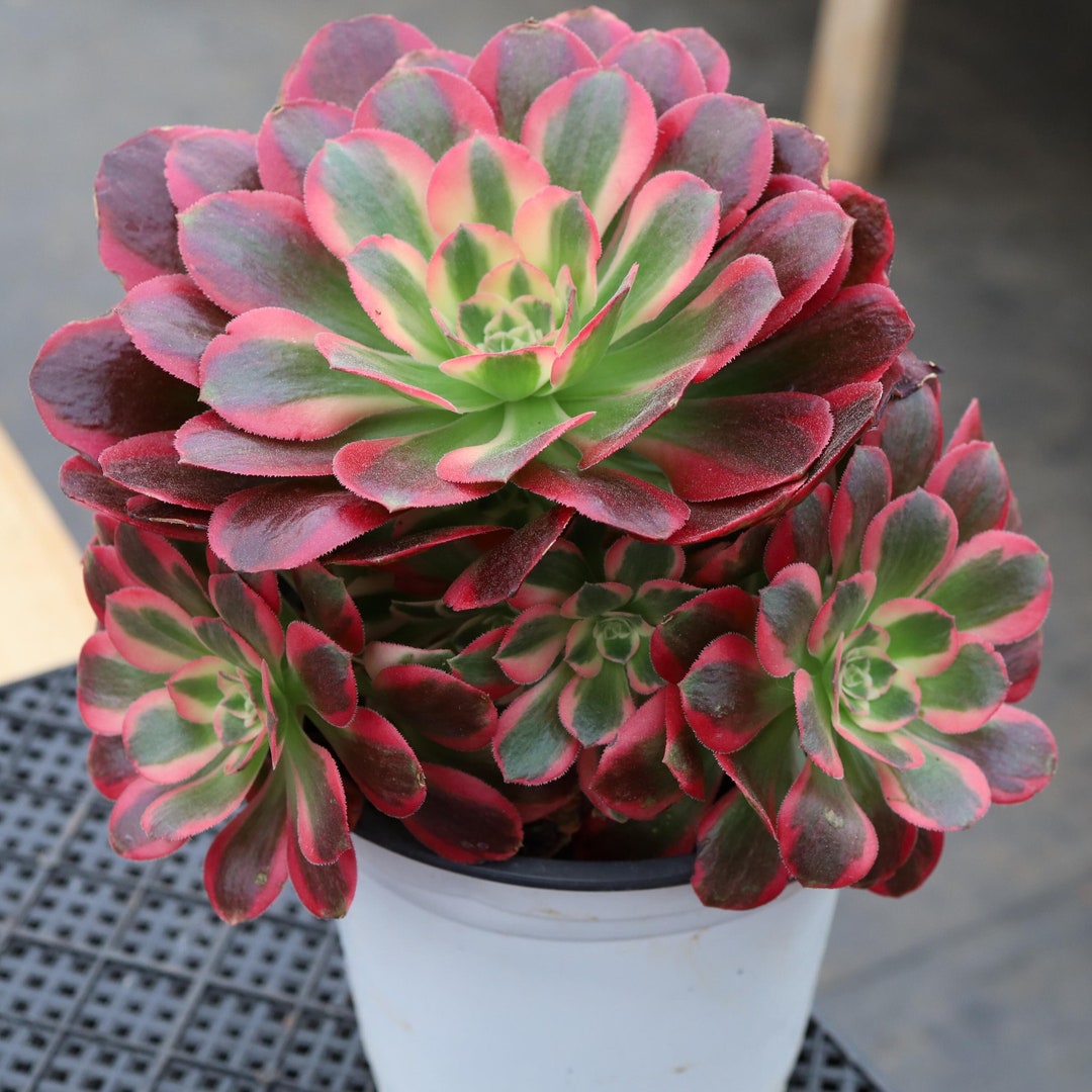 Aeonium Pink Girl,rare Succulents - Etsy