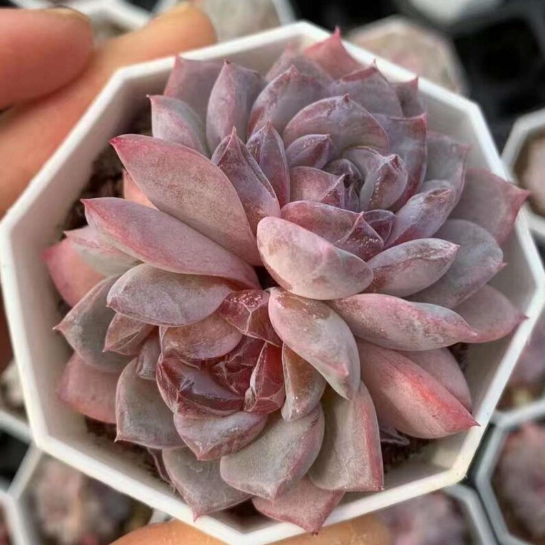 Echeveria Sugar Crystal,rare Succulents - Etsy