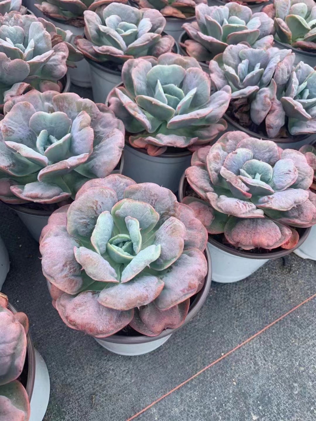 Echeveria 'heart's Delight' ,rare Succulents - Etsy