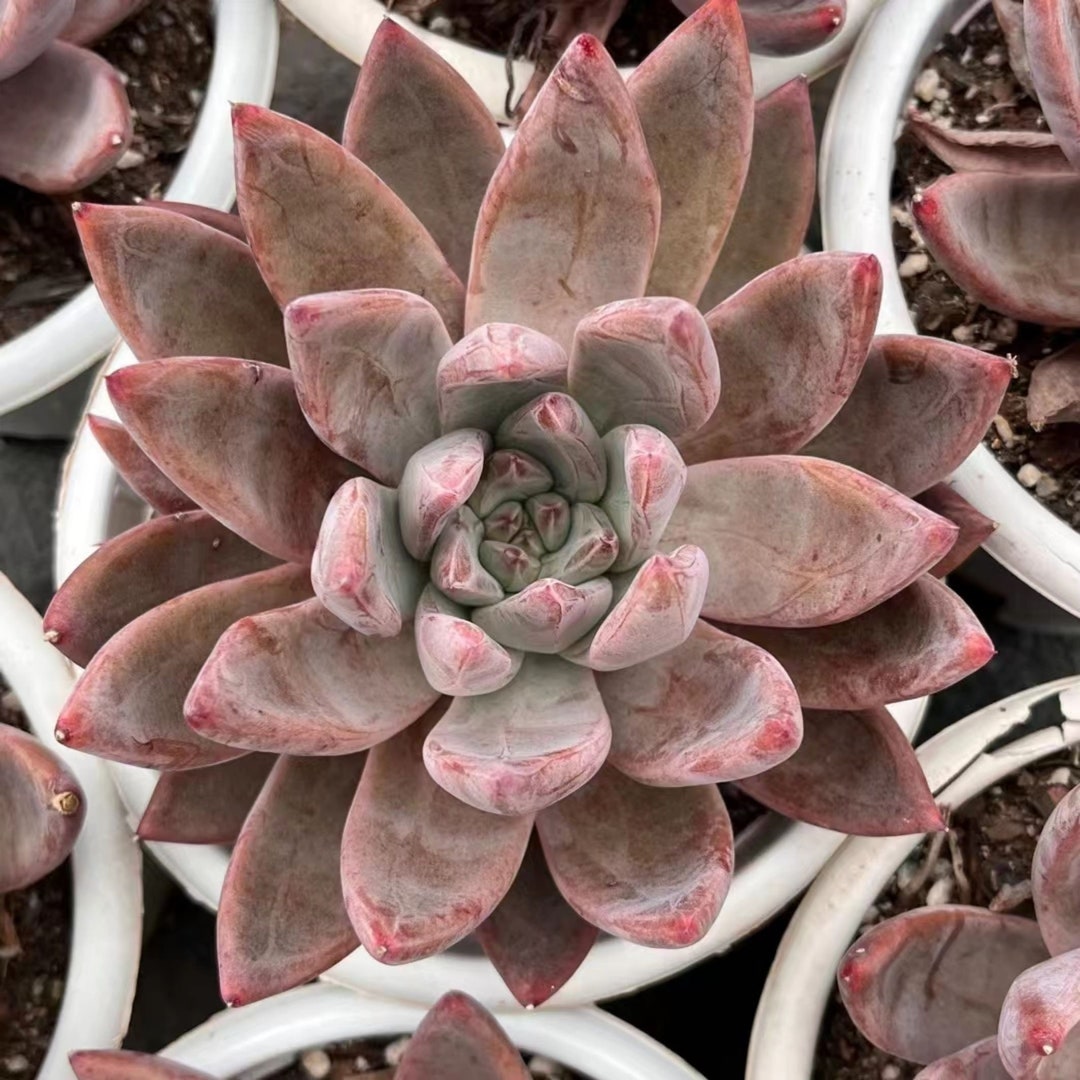 Echeveria Saint,rare Succulents - Etsy