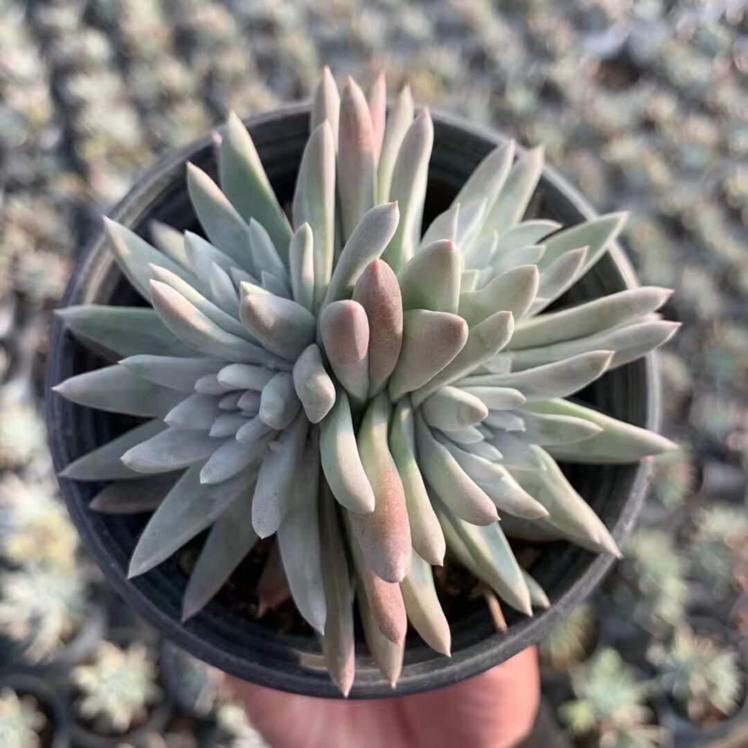Dudleya Greenei/white Sprite,rare Succulents - Etsy