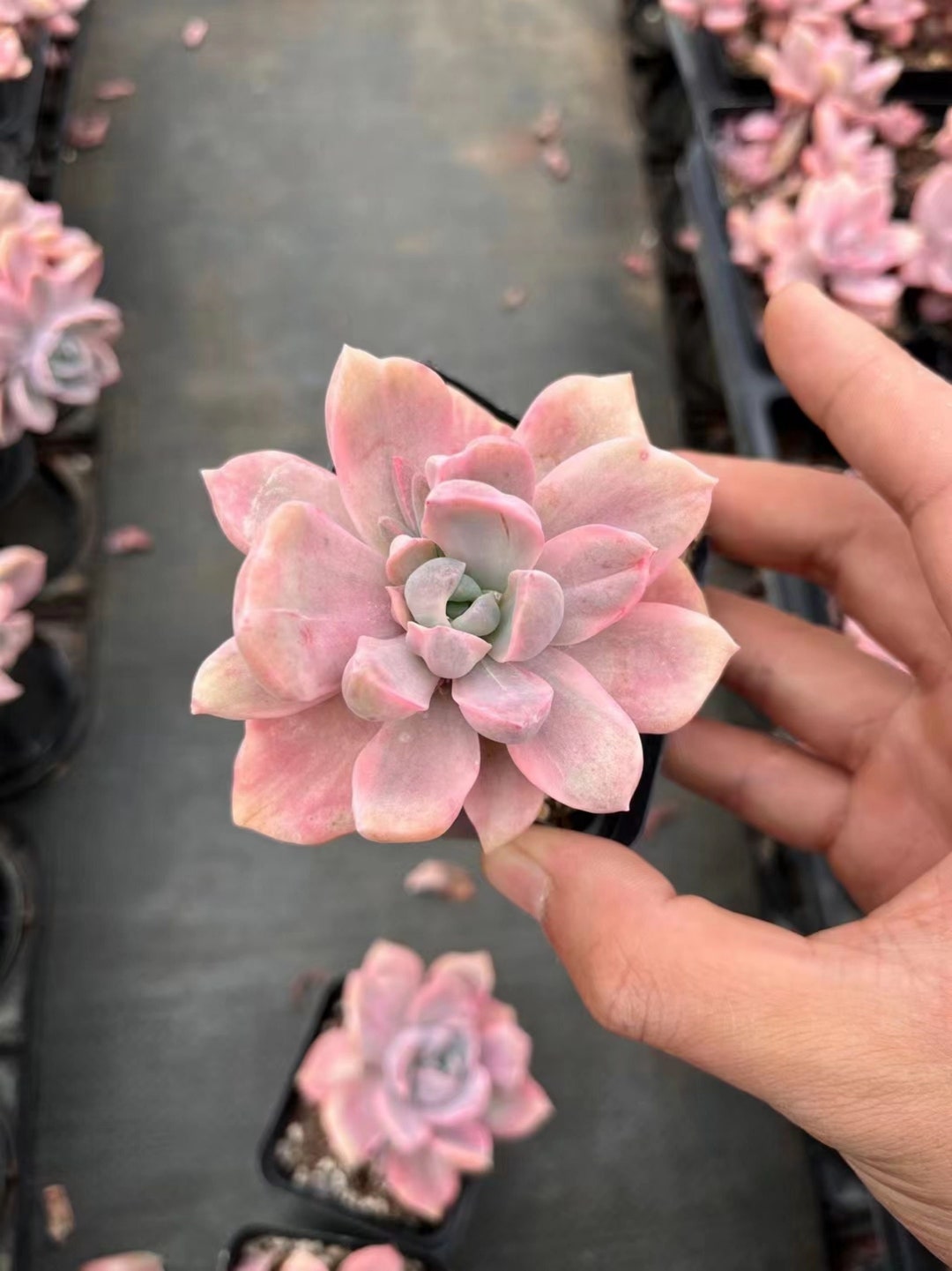 Graptoveria Mrs Richards,rare Succulents - Etsy
