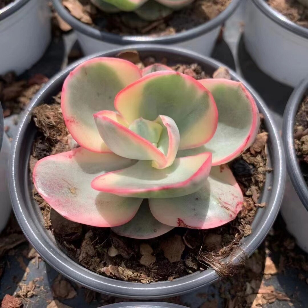 Echeveria Suyon Variegatarare Succulents - Etsy