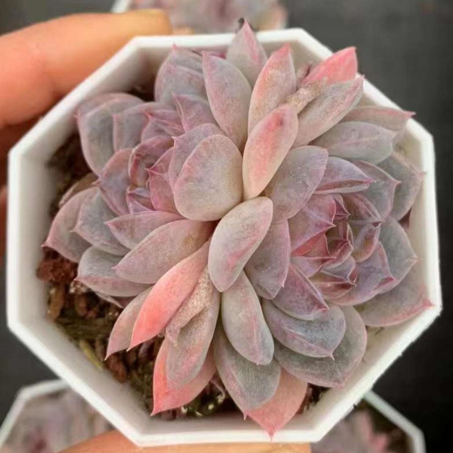 Echeveria Sugar Crystal,rare Succulents - Etsy