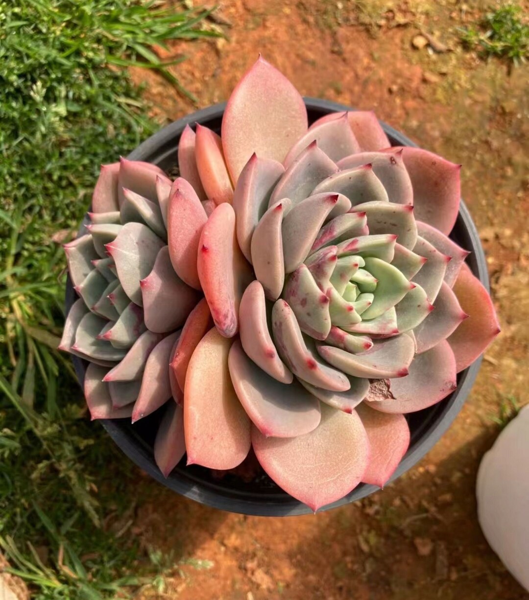 Graptoveria Fred Ivesrare Succulents - Etsy