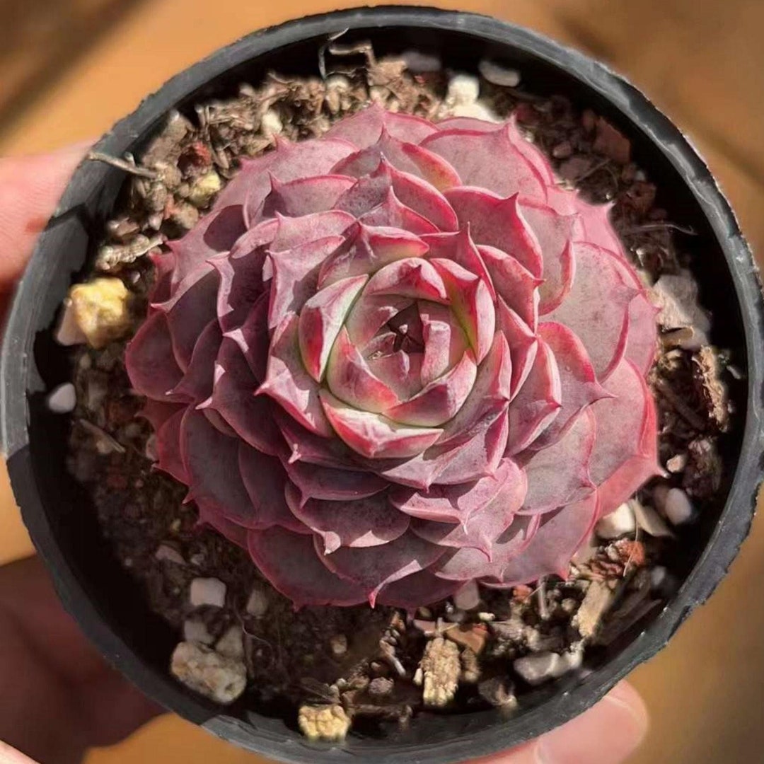 Echeveria Shallot Rose,rare Succulents - Etsy