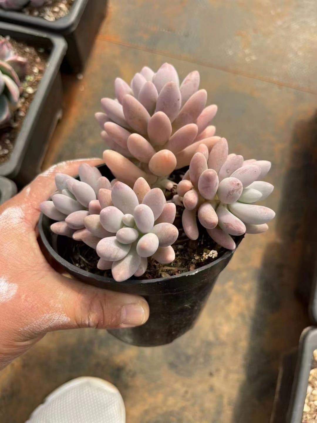 Dudleya Pachyphytum,rare Succulents - Etsy