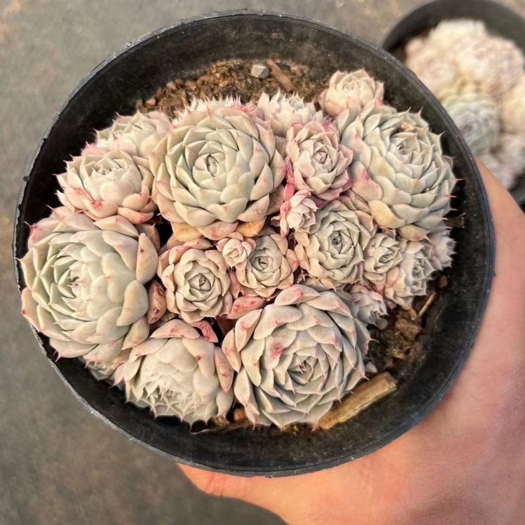 Echeveria 'ball of Fat',rare Succulents - Etsy