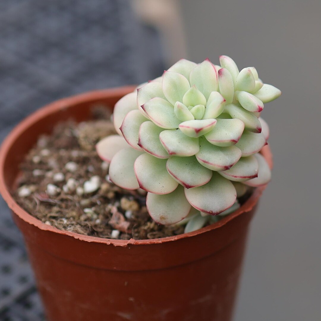 Echeveria Tango Variegated,rare Succulents - Etsy