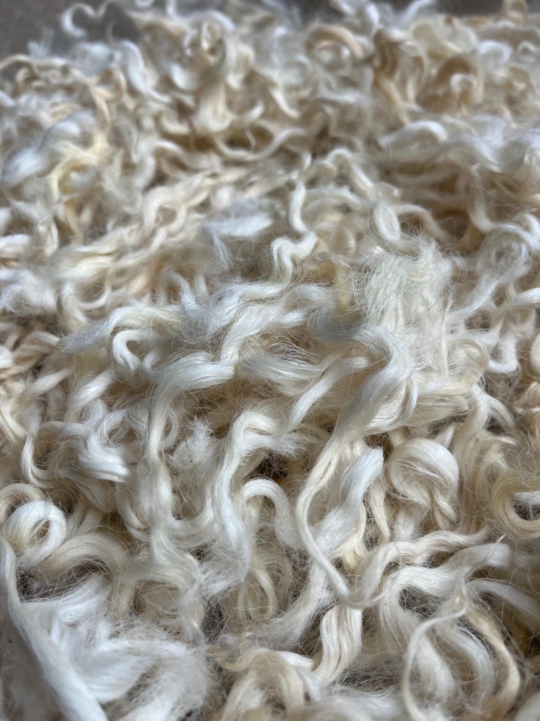 Rare Breed, Devon and Cornwall Longwool, Washed Lambs Wool - Organic - Etsy UK